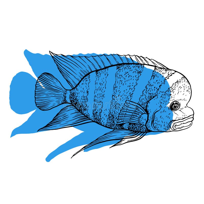 Bright tropical sea fish stock vector. Illustration of decorative ...