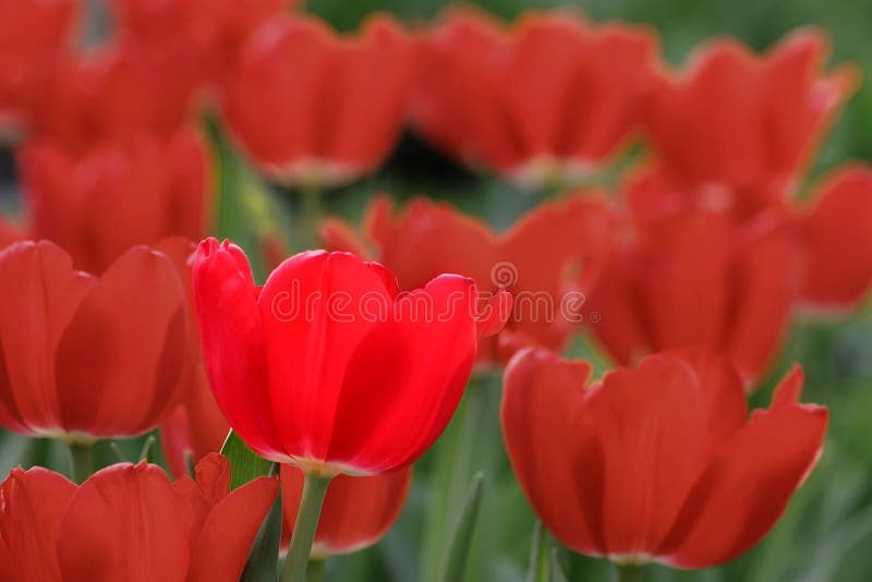 Flower stock photo. Image of pink, flower, orchids, orchid - 79658