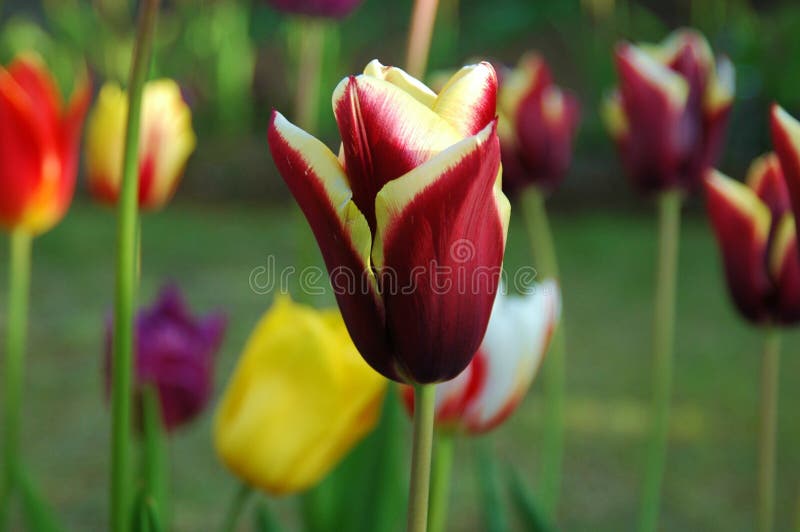 Bright Tulips stock photo. Image of tulip, landscape - 21296106