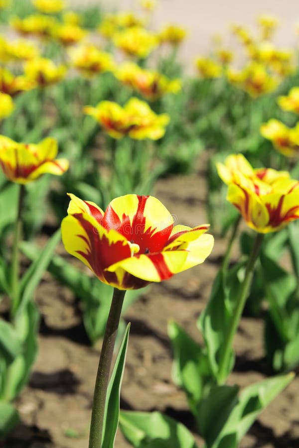 Bright Red Tulips stock photo. Image of cloud, blue, sunny - 2255936
