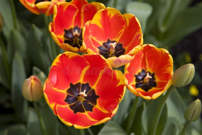 Bright Tulips stock image. Image of blooming, bright, opened - 732411