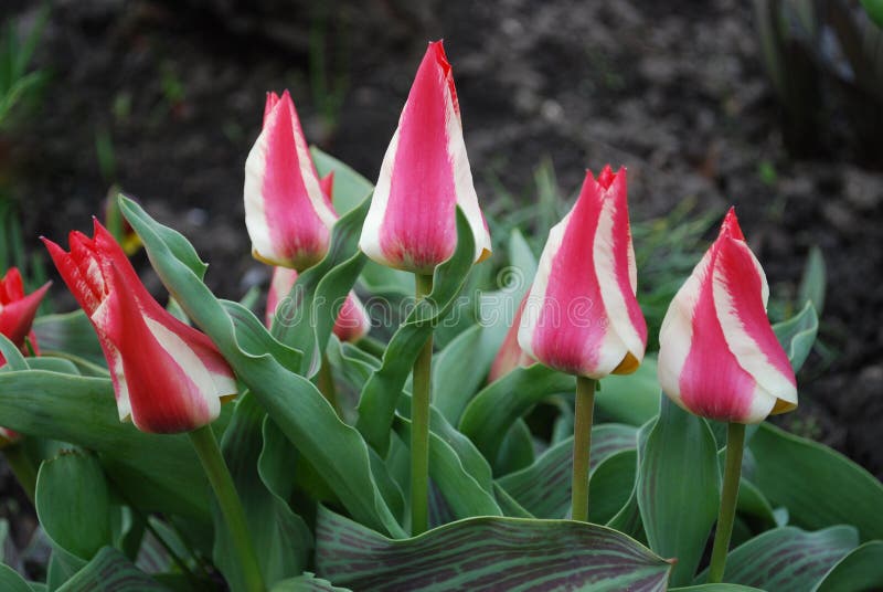 Bright tulips stock image. Image of tulips, buds, flora - 84556071