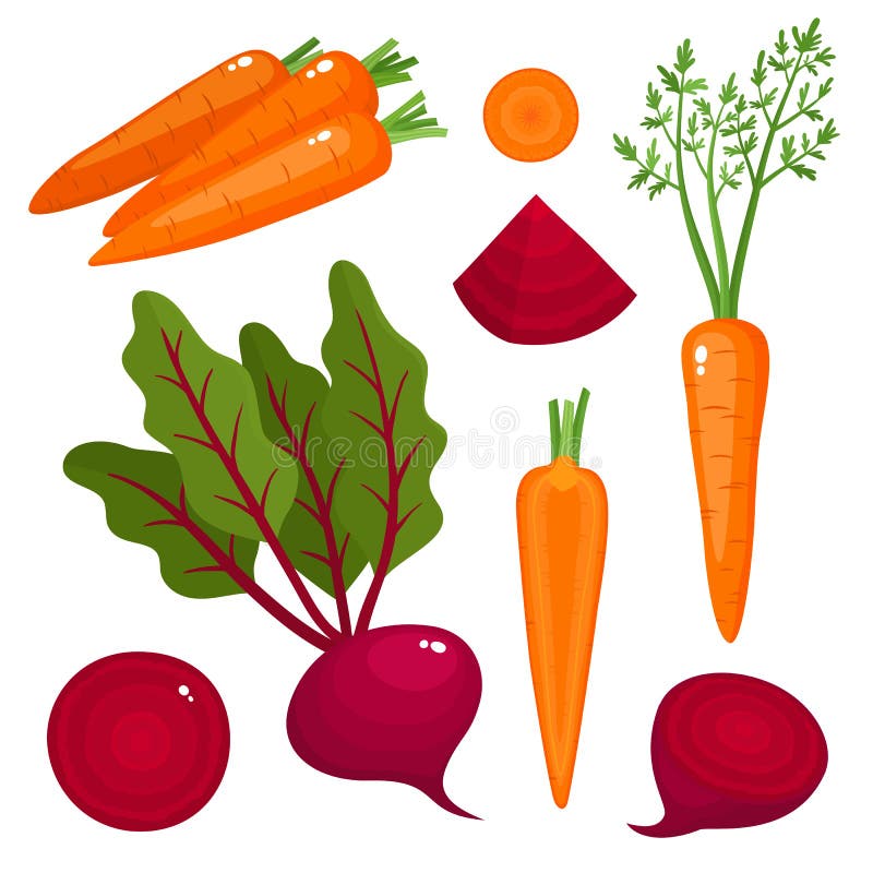 Bright Vector Illustration of Beetroot, Carrot Isolated on White Stock ... Bright Vector Illustration of Beetroot, Carrot Isolated on White Stock ...
