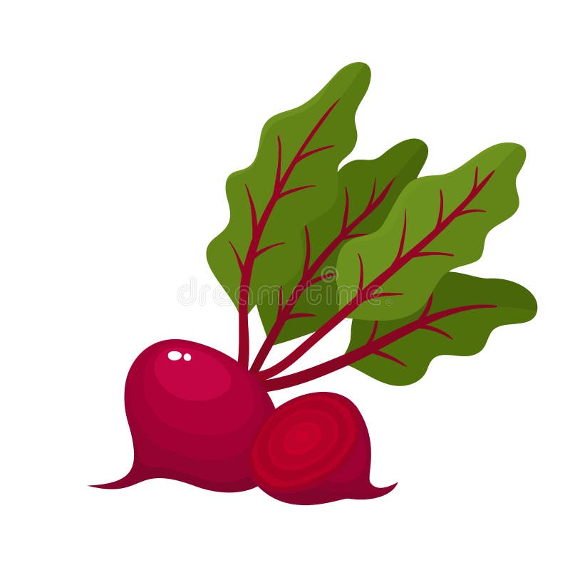 Chopped Beets Stock Illustrations 68 Chopped Beets Stock