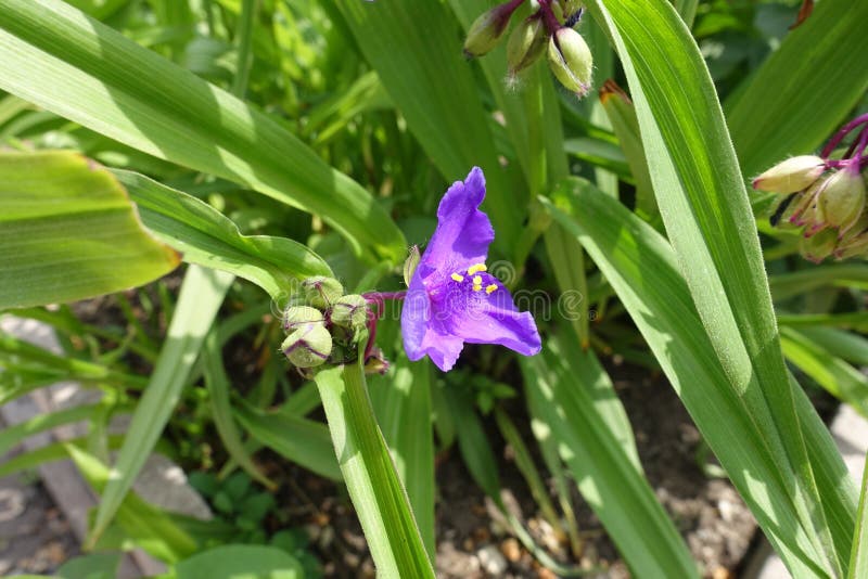Bright Violet Flower and Buds in the Leafage of Virginia Spiderwort ...