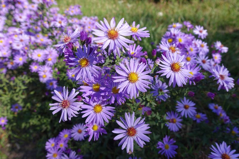 Bright Violet Flowers of Symphyotrichum Dumosum Stock Image - Image of ...