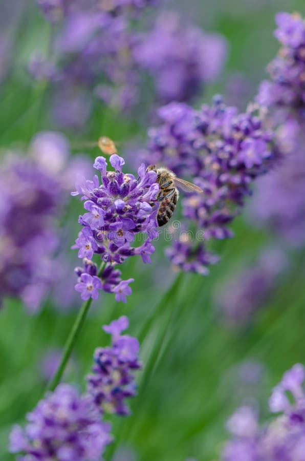 Bright Violet Lavander Flowers Background Stock Image - Image of garden ...