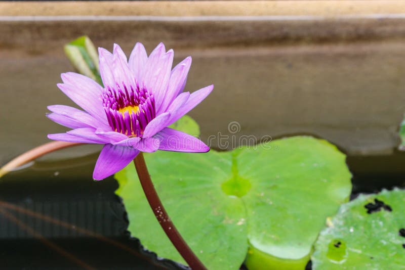 Bright violet lily flower stock image. Image of petals - 73603269