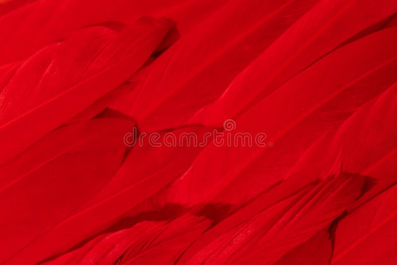 Bright Vivid Red Feathers for Design and Pattern Stock Photo - Image of ...