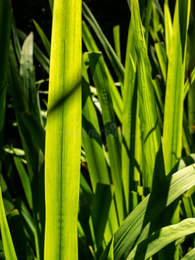 Bright Walking Iris Leaf stock photo. Image of blossom - 258261314