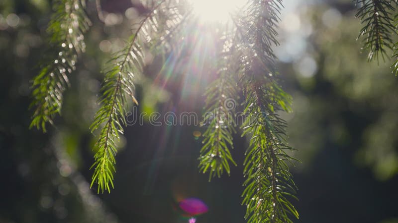 Warm Sun Flare Trough Spruce Branches at Sunset Stock Video - Video of ...