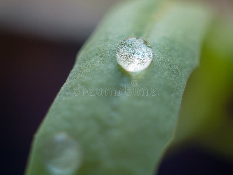 Bright Water Drop on Green Grass Stock Photo - Image of round ...