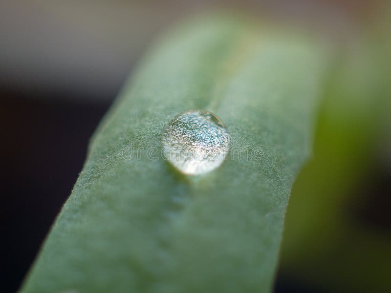 Bright Water Drop on Green Grass Stock Image - Image of light, bright ...