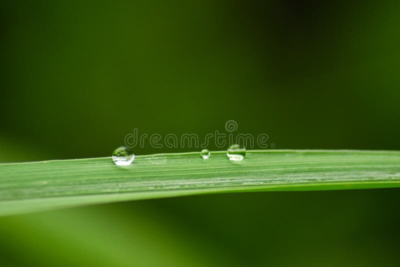 Bright Water Drop on the Green Leaf in Sunlight Stock Photo - Image of ...