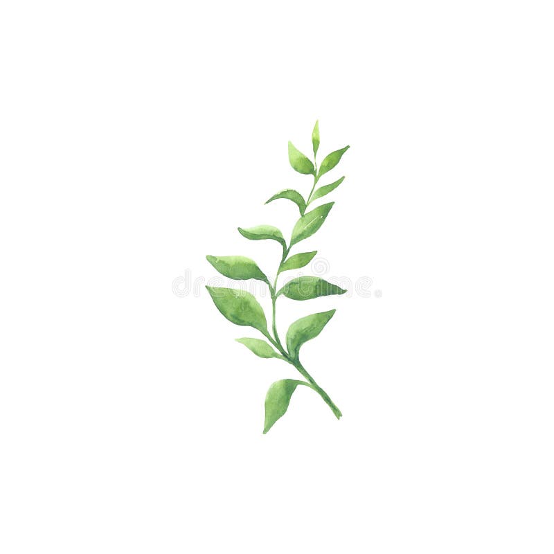 Curry Leaves Drawing Stock Illustrations – 116 Curry Leaves Drawing ...