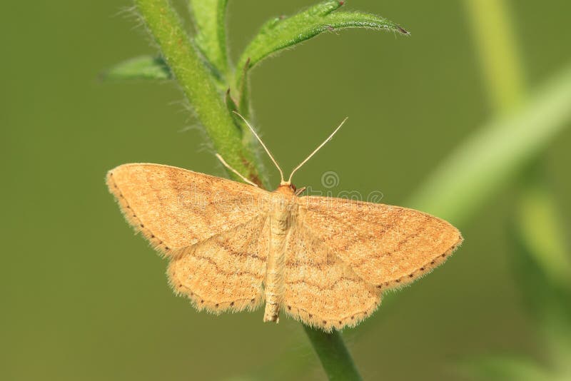 Bright wave moth stock photo. Image of animal, idaea - 225823246