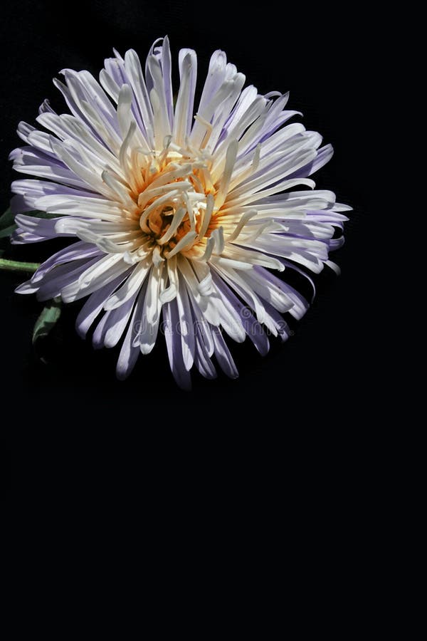 Bright White Aster Flower on a Black Background Stock Photo - Image of ...