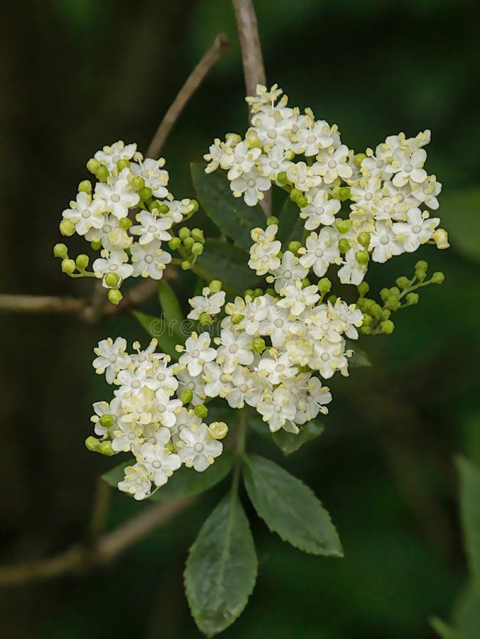 Bright White Blossoms of an Elder Tree - Sambucus Nigra Stock Image ...