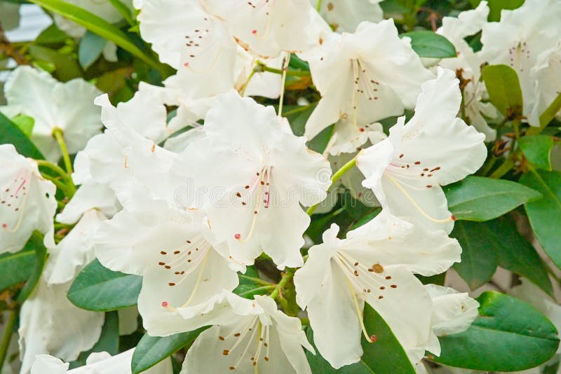 Bright Great White Rhododendron Flowers Stock Image - Image of plant ...
