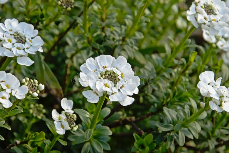 Bright White Flowers of an Elder Bush - Sambucus Nigra Stock Image ...