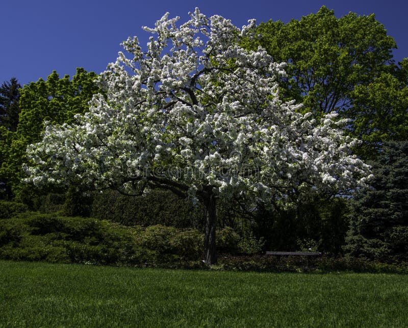 Bright White Flower Blooming Tree Stock Photo - Image of awesome ...