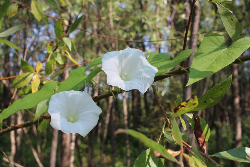 Liana grows on the tree stock image. Image of leaves - 116833137