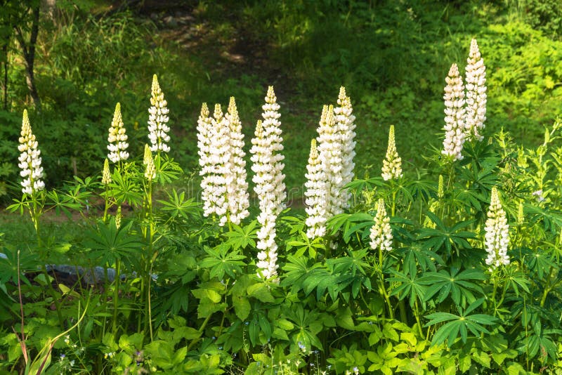 Bright White Lupin Flowers. Stock Image - Image of lupinus, outdoor ...