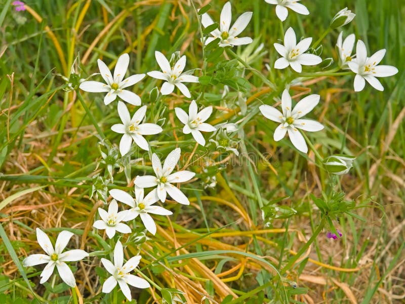Bright White Garden Star of Betlehem Flowers Stock Photo - Image of ...