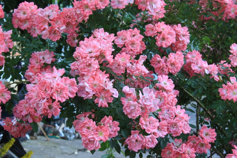 Delicate Pink Roses Bloom on a Summer Sunny Day in the Garden Stock ...