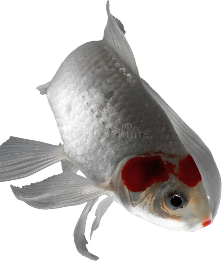 Bright White and Orange Fish Turning To the Camera Stock Photo - Image ...