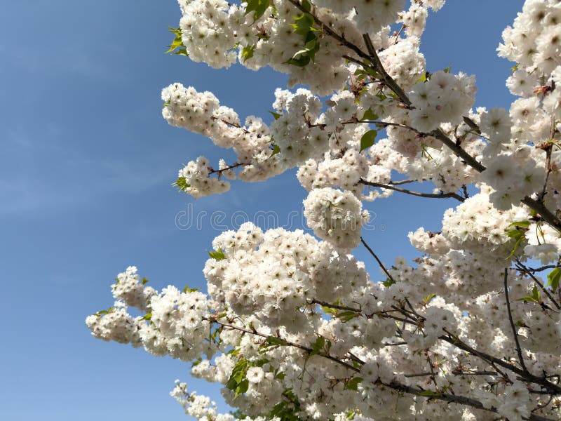 Bright White Sakura Blossoms Against Clear Blue Sky on Sunny Spring Day ...