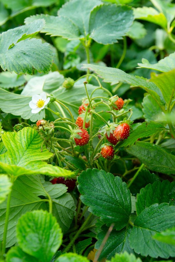 Bright wild strawberries. stock photo. Image of bright - 7236348