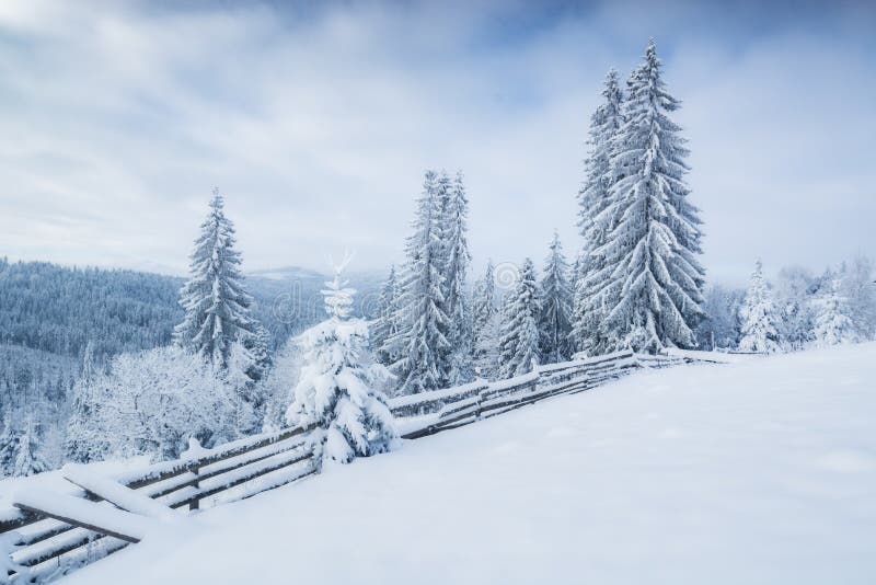 Bright winter landscape stock image. Image of environment - 156292233