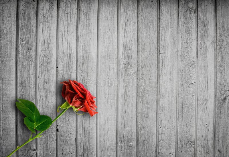 Bright Wood Background with a Red Rose Stock Image - Image of striped ...