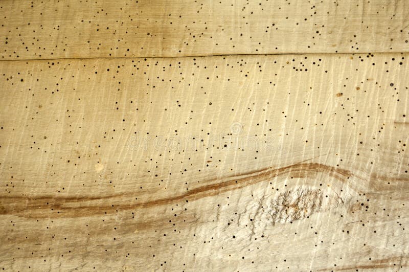 1,428 Beetles Pattern Stock Photos - Free & Royalty-Free Stock Photos ...