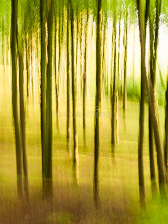 Bright Leafy Woodland with Panning Effect Stock Photo - Image of green ...