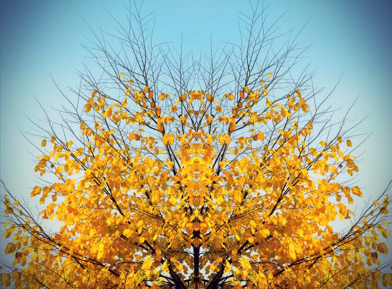 Autumn Tree on Sky Background Stock Photo - Image of beautiful ...
