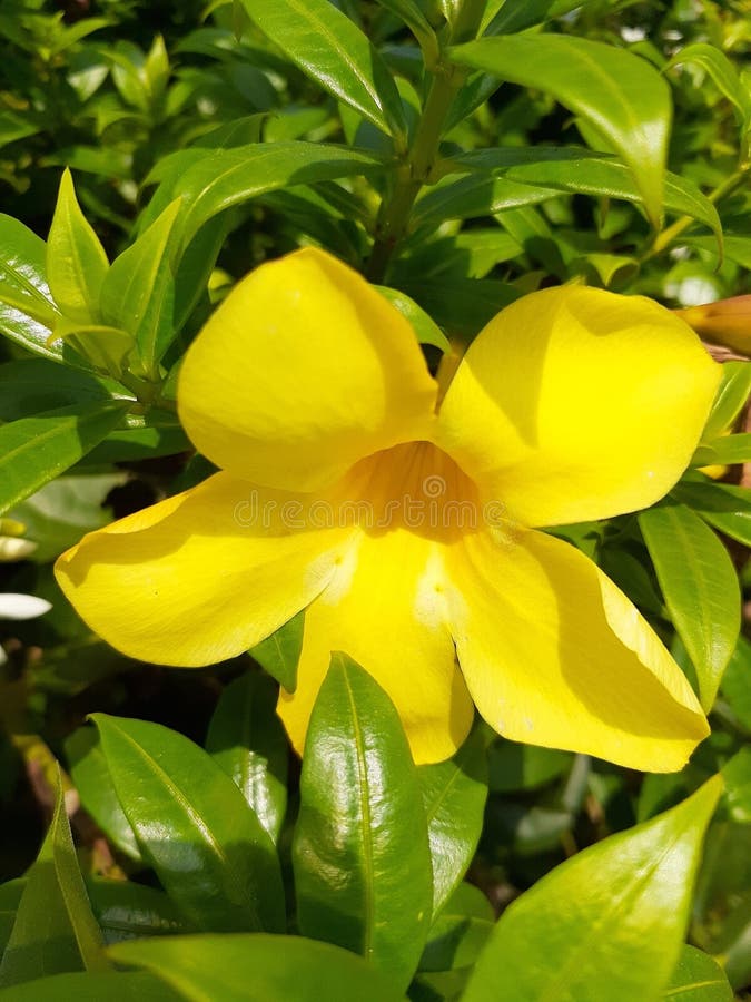Alamanda Flower Closeups on the Tree Stock Image - Image of agro ...