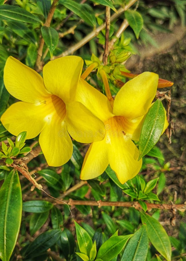 The Bright Yellow Allamanda Chathartica Stock Image - Image of plant ...