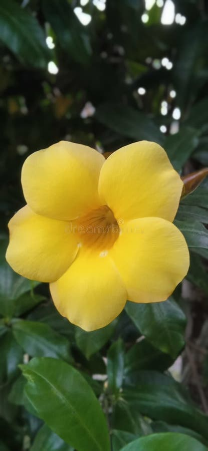Bright Yellow Allamanda Looks Beautiful when it Blooms Stock Image ...