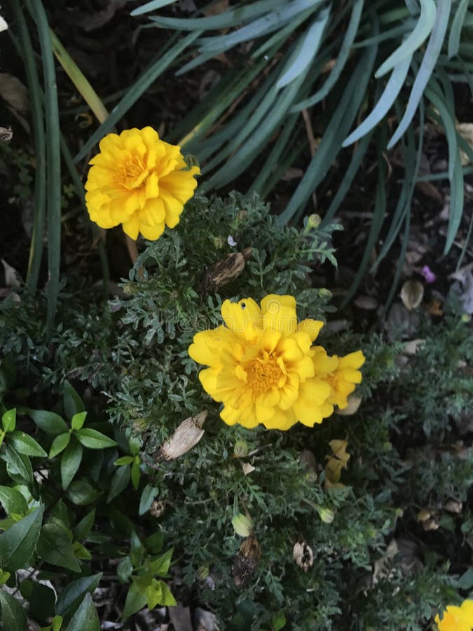 Bright yellow stock image. Image of bright, colors, ambush - 89159139