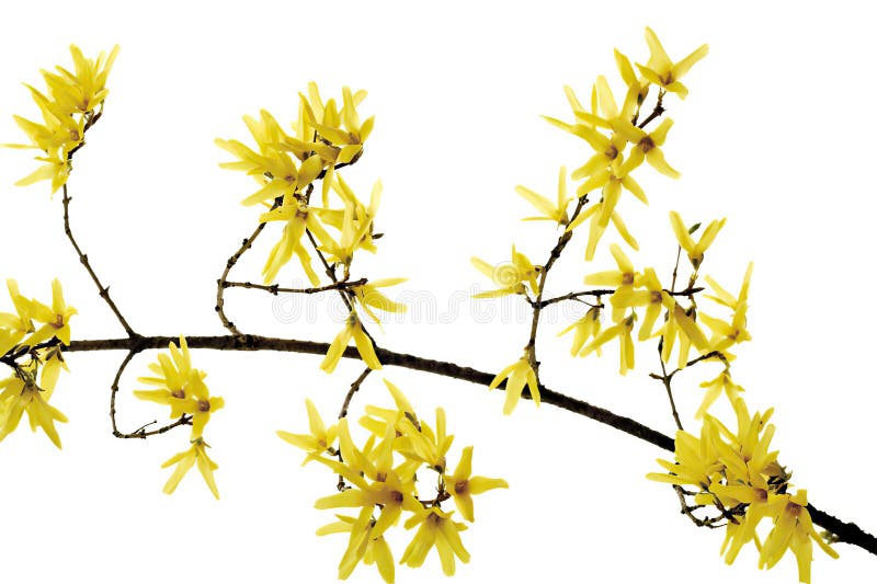 Bright Yellow April Flowers Isolated on White. Stock Image - Image of ...