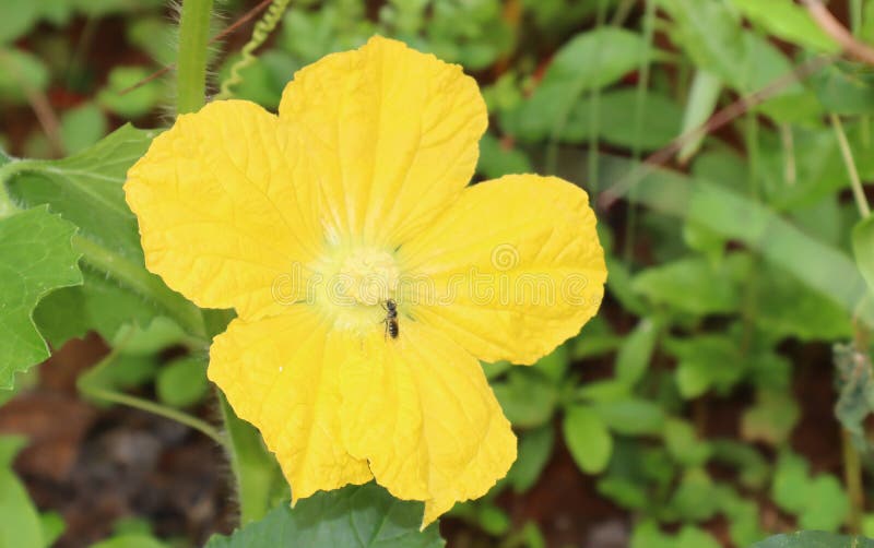 Bright Yellow Ash Guard Flower Stock Photos - Free & Royalty-Free Stock ...