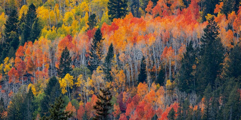 Bright Yellow Aspen Trees on the Slopes of Wasatch Mountain Range in ...