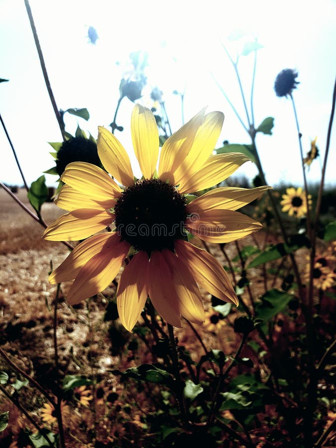 Bright Yellow Autumn Colors Sunflower Stock Photo - Image of plant ...
