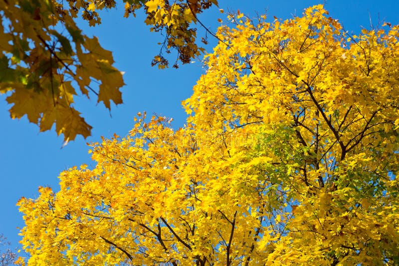 Bright Yellow Autumn Foliage of Trees on a Background of Blue Sky Stock ...