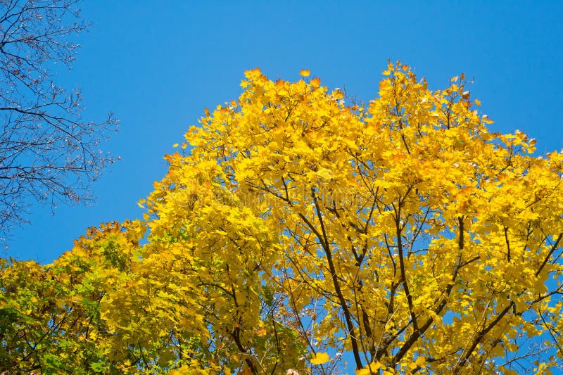 Bright Yellow Autumn Foliage of Trees on a Background of Blue Sky Stock ...