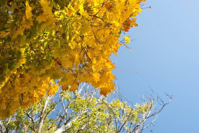 Bright Yellow Autumn Foliage of Trees on a Background of Blue Sky Stock ...