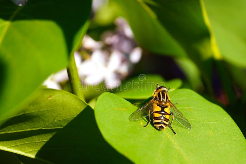 A Bright Yellow Bee Sits on a Green Leaf Stock Image - Image of green ...