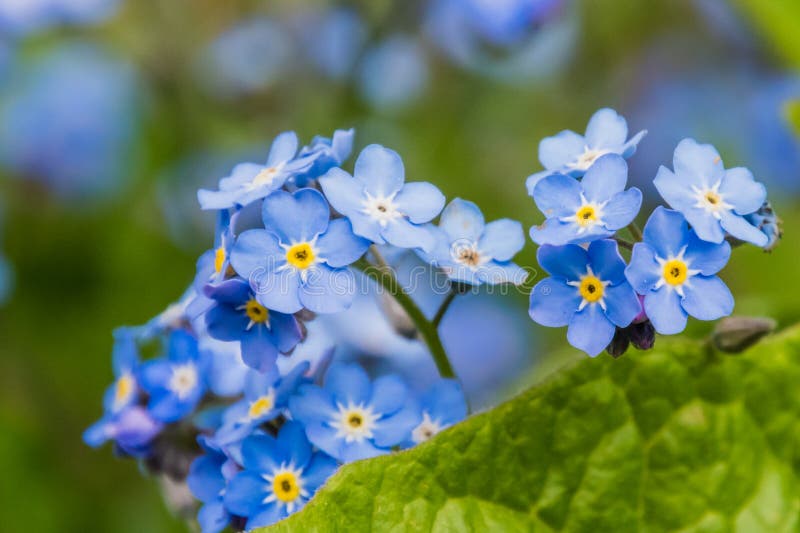 Bright Yellow and Blue Colored Blossoms Blooming in Spring Stock Photo ...